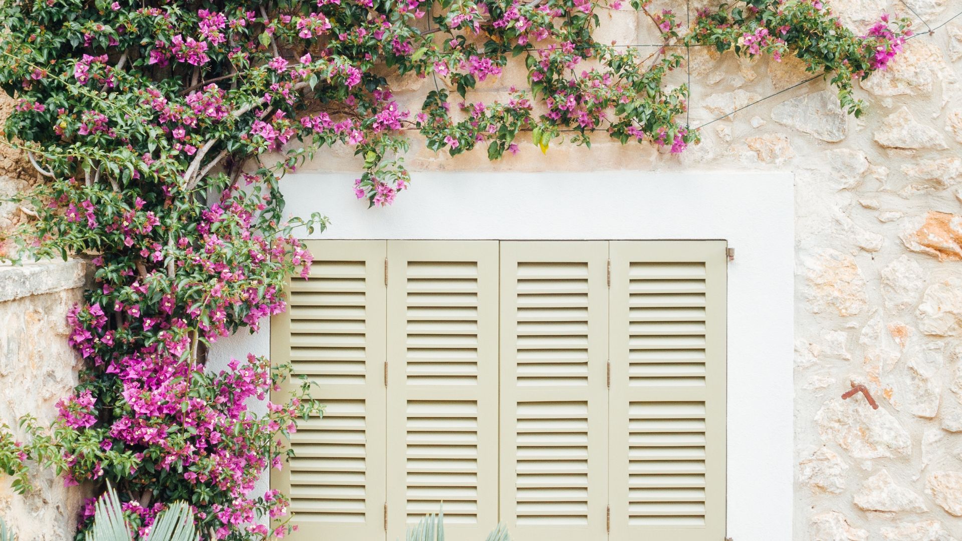 Las mejores plantas trepadoras: resistentes, rápidas y decorativas